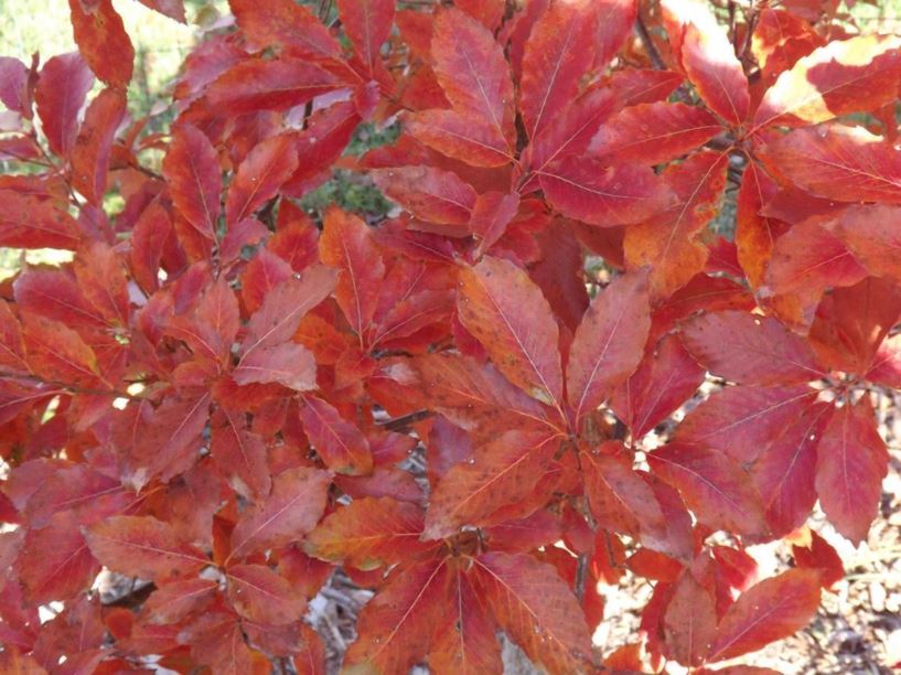 Quercus serrata - konara oak | The Dawes Arboretum
