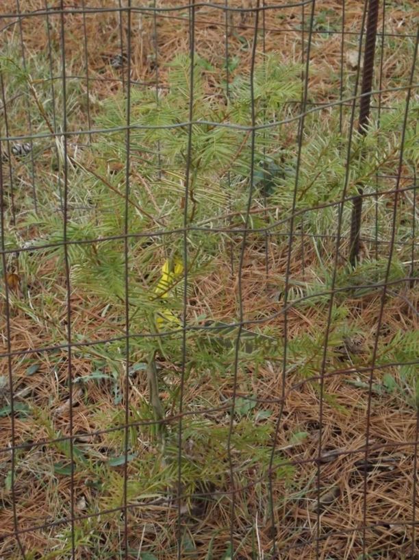 Torreya taxifolia - Florida torreya, stinking-cedar, Florida nutmeg-yew ...