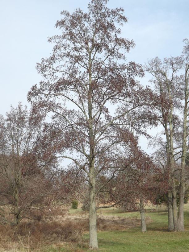 Alnus japonica - Japanese alder | The Dawes Arboretum