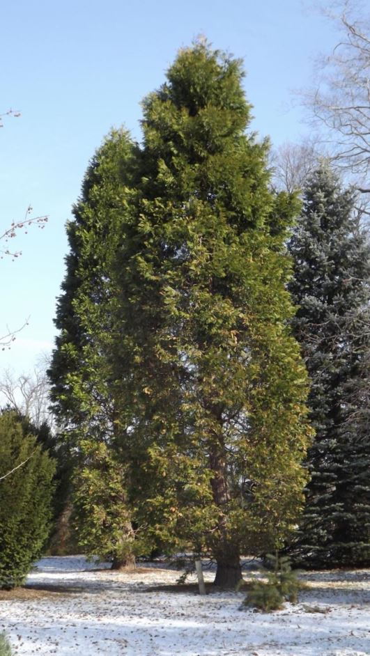 Calocedrus decurrens - incense-cedar, California incense-cedar | The ...