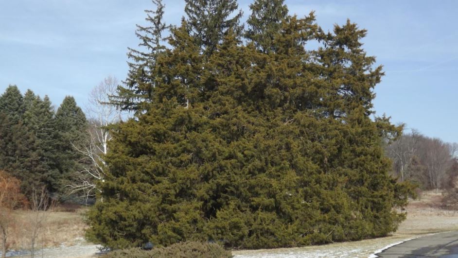 Juniperus virginiana 'Pendula' - weeping eastern redcedar | The Dawes ...