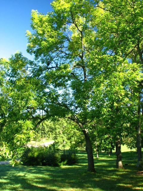 Celtis laevigata - sugar hackberry, sugarberry, southern hackberry ...