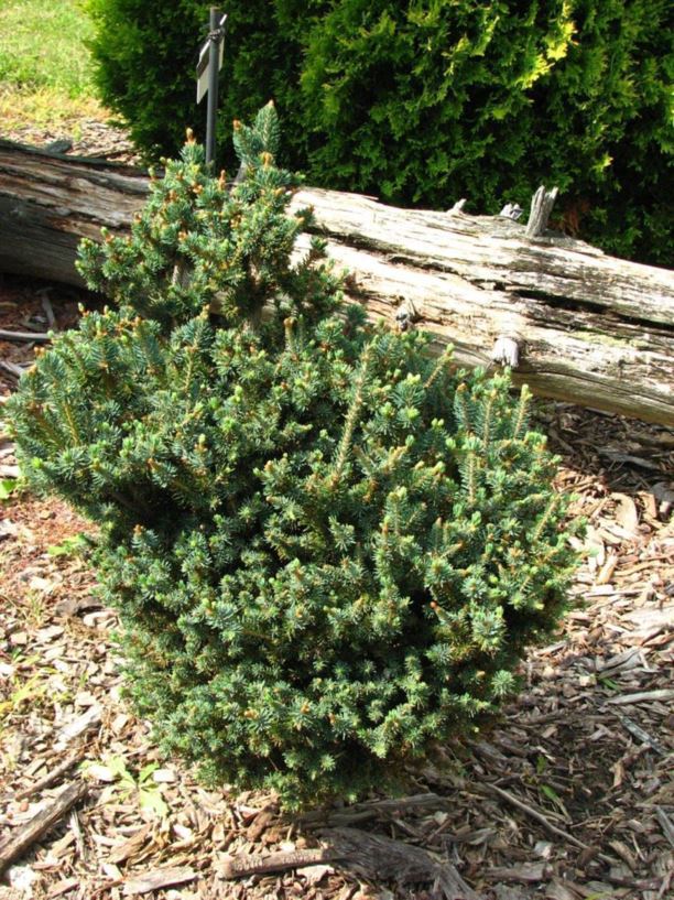 Picea glauca 'Girard's Dwarf Pyramid' - Girard's Dwarf Pyramid white ...