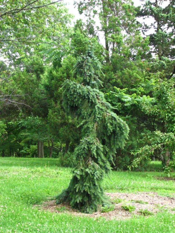 Picea omorika 'Pendula Bruns' - Bruns weeping Serbian spruce | The ...
