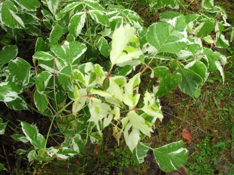 Acer negundo 'Variegatum' - variegated boxelder, variegated ashleaf ...