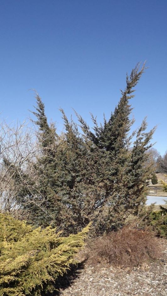 Juniperus chinensis 'Blue Alps' - Blue Alps Chinese juniper | The Dawes ...
