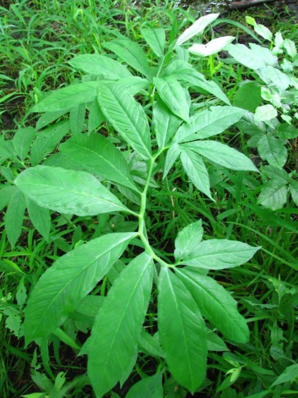 Arisaema dracontium - green-dragon, dragonroot, dragon-arum | The Dawes ...