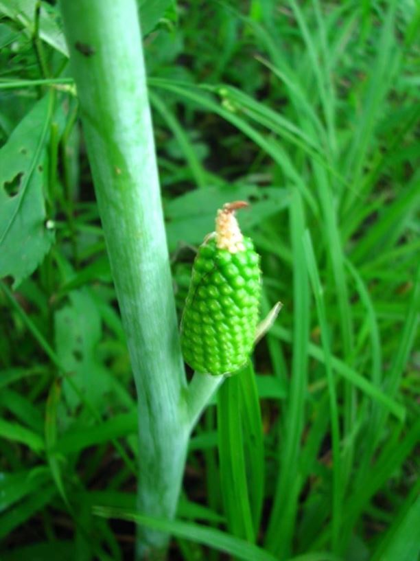 Arisaema dracontium - green-dragon, dragonroot, dragon-arum | The Dawes ...