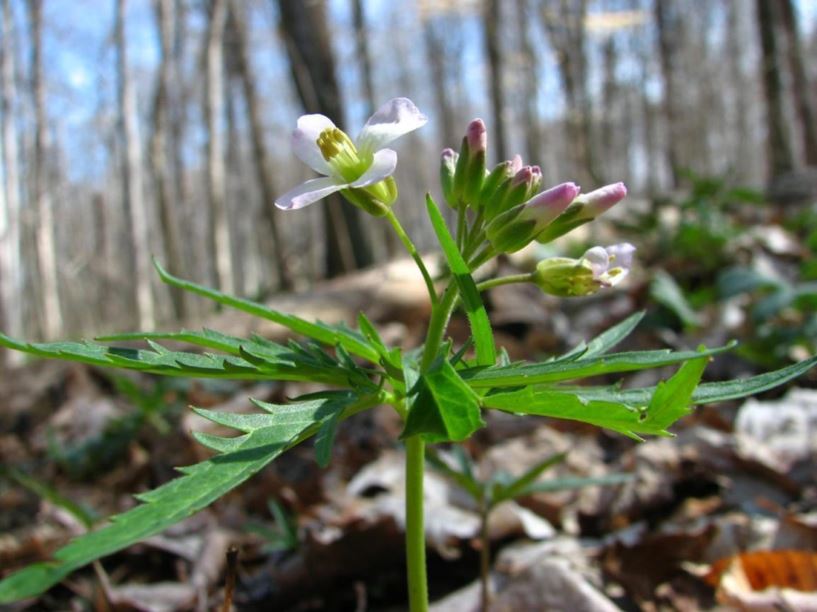 Cardamine concatenata - cutleaf toothwort | The Dawes Arboretum