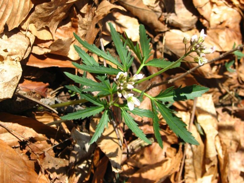 Cardamine concatenata - cutleaf toothwort | The Dawes Arboretum