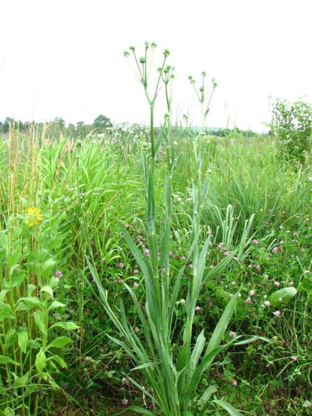 Eryngium yuccifolium - rattlesnake-master, button-snakeroot, button ...