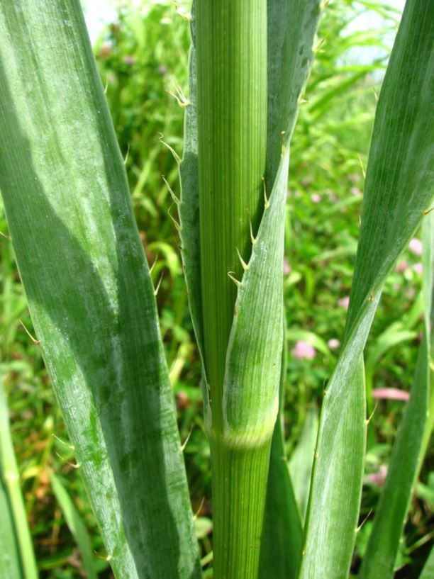 Eryngium yuccifolium - rattlesnake-master, button-snakeroot, button ...