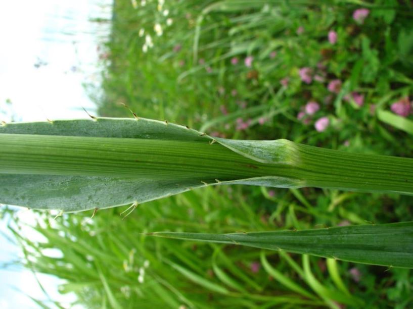 Eryngium yuccifolium - rattlesnake-master, button-snakeroot, button ...