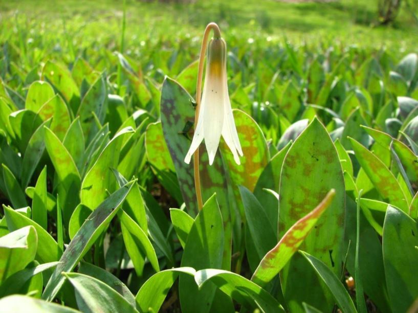 Erythronium albidum - white trout-lily, dogtooth-violet | The Dawes ...