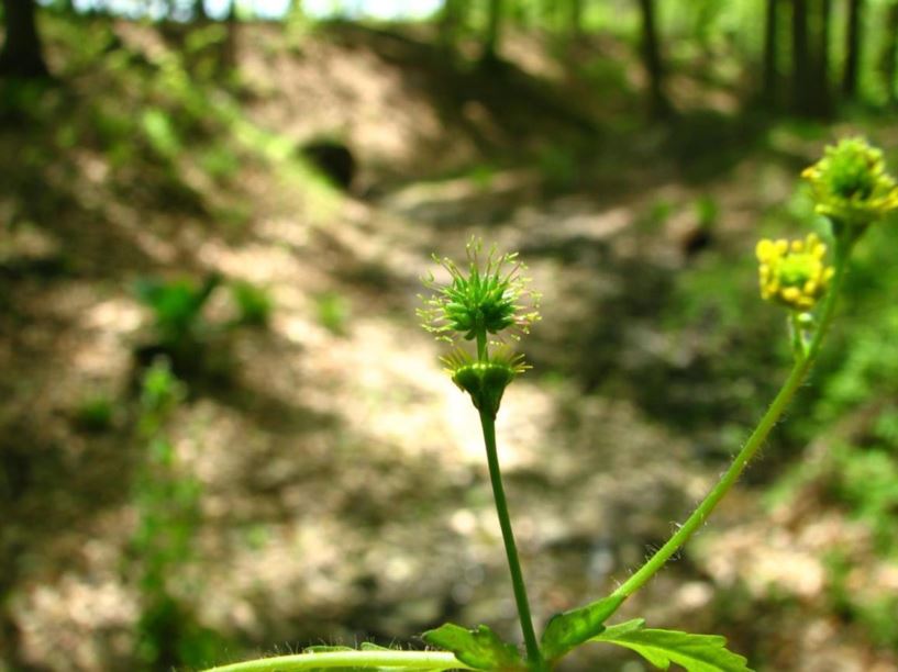 Geum vernum - spring avens, heart-leaf avens | The Dawes Arboretum
