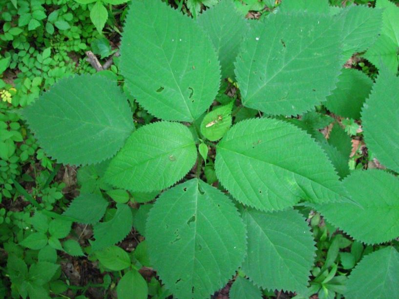 Laportea canadensis - wood-nettle | The Dawes Arboretum