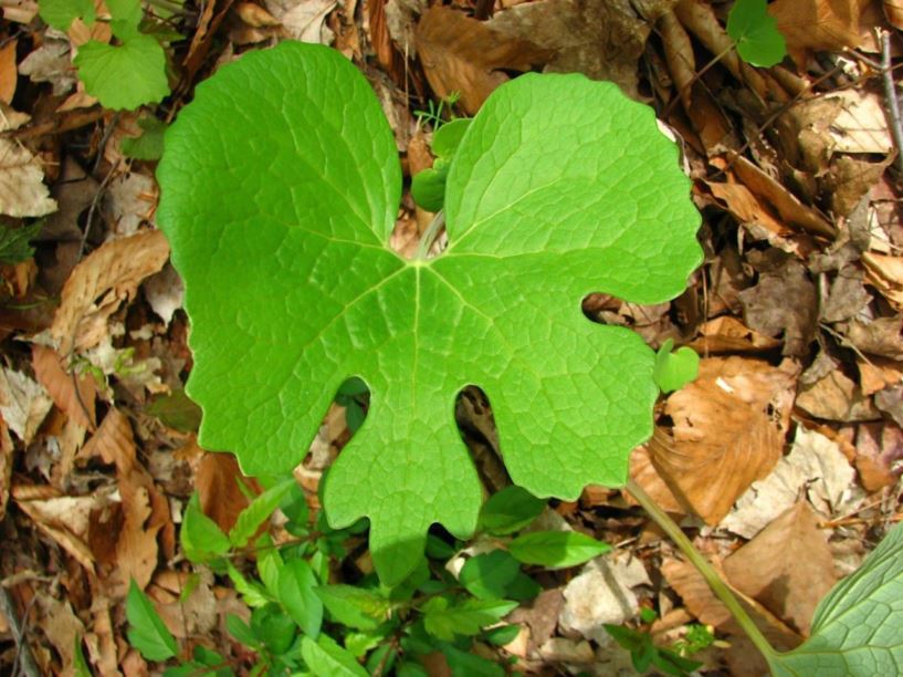 Sanguinaria canadensis - bloodroot, red puccoon | The Dawes Arboretum