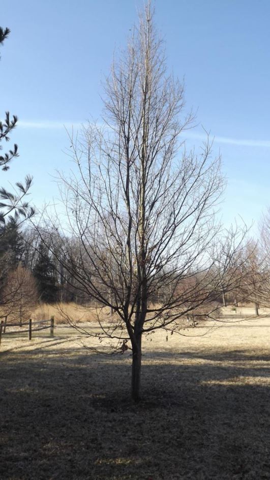 Carpinus betulus 'Pinocchio' - Pinocchio European hornbeam | The Dawes ...