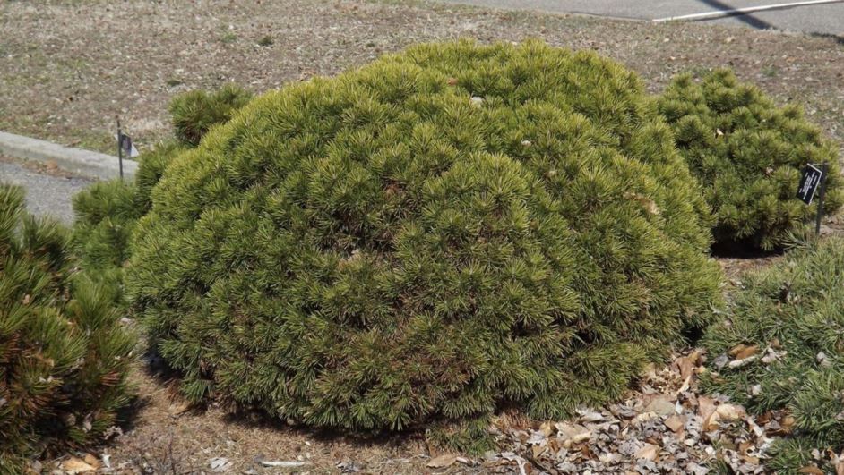 Pinus mugo 'Mops' - Mops mugo pine, Mops Swiss mountain pine | The ...