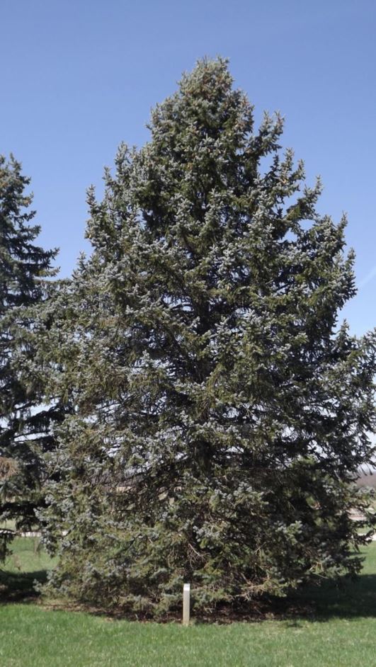 Picea pungens 'Hoopsii' - Hoops Colorado blue spruce | The Dawes Arboretum