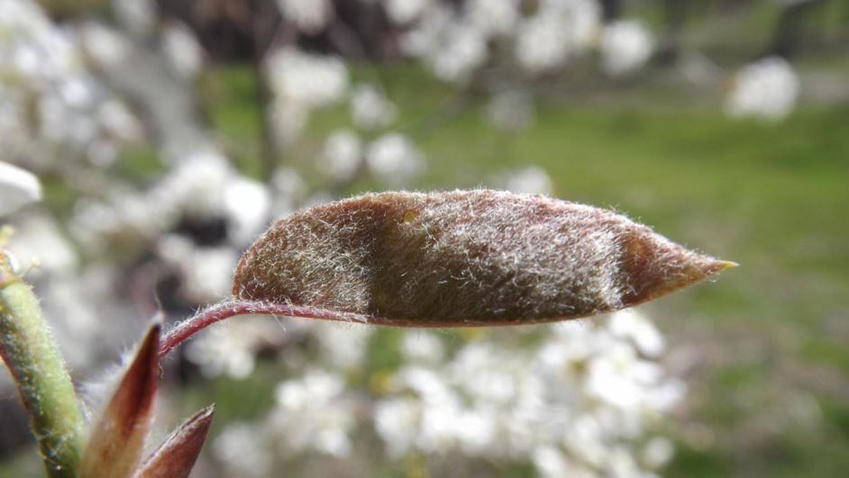 Amelanchier spicata - thicket shadbush, running serviceberry | The ...