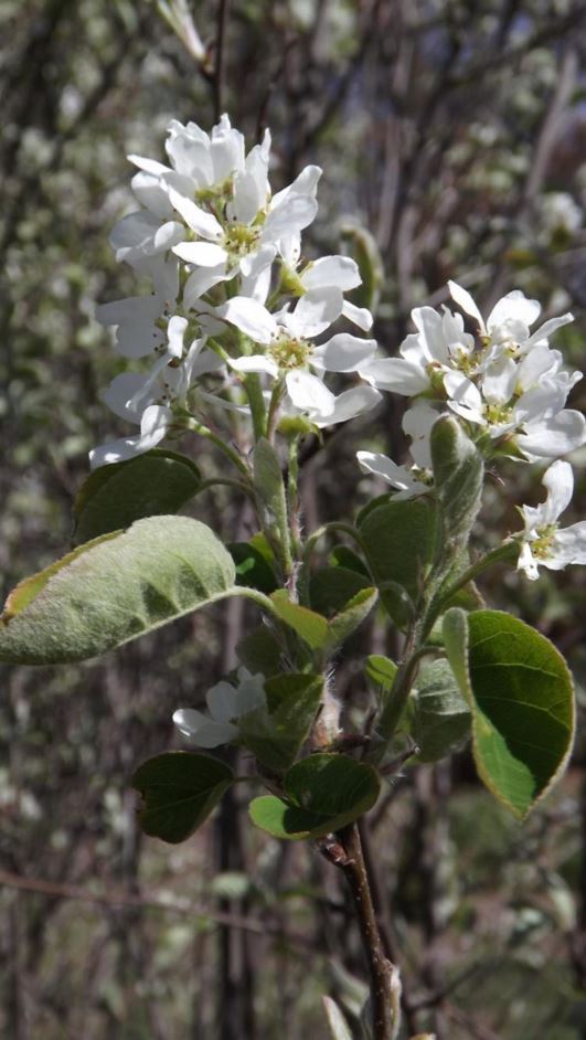 Amelanchier spicata - thicket shadbush, running serviceberry | The ...