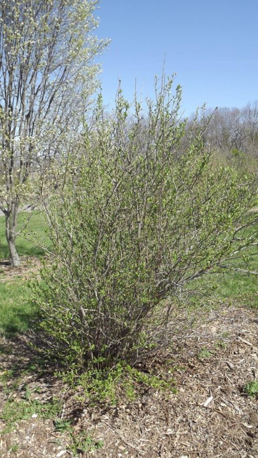 Mespilus canescens - Stern's medlar | The Dawes Arboretum