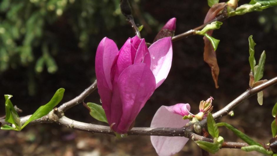 Magnolia 'Ann' - Ann magnolia | The Dawes Arboretum