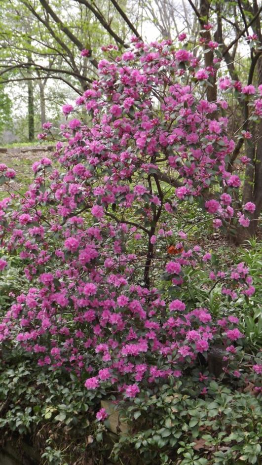Rhododendron 'Olga Mezitt' - Olga Mezitt rhododendron | The Dawes Arboretum