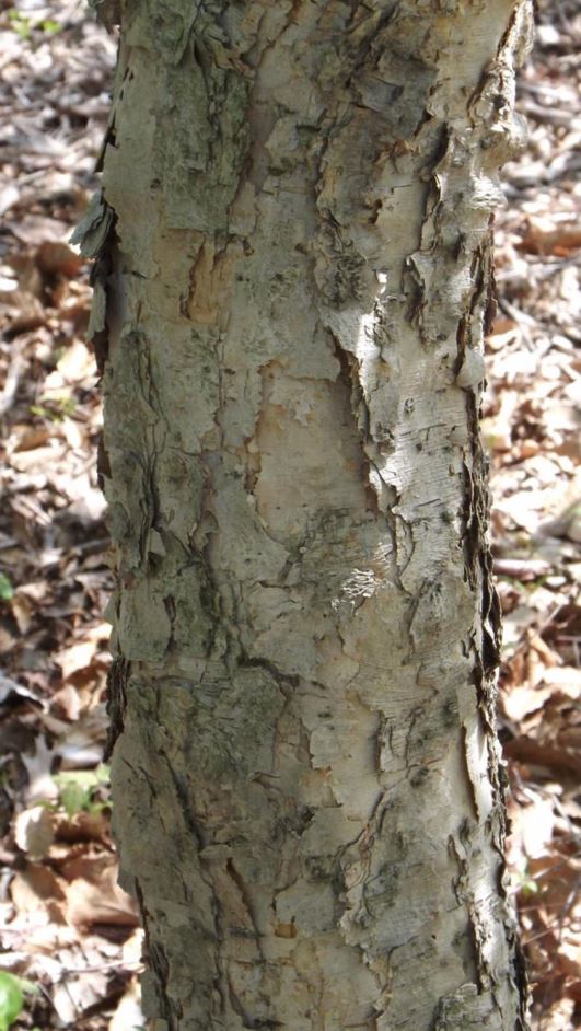 Betula chinensis - Chinese birch | The Dawes Arboretum