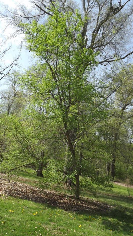 Betula chinensis - Chinese birch | The Dawes Arboretum