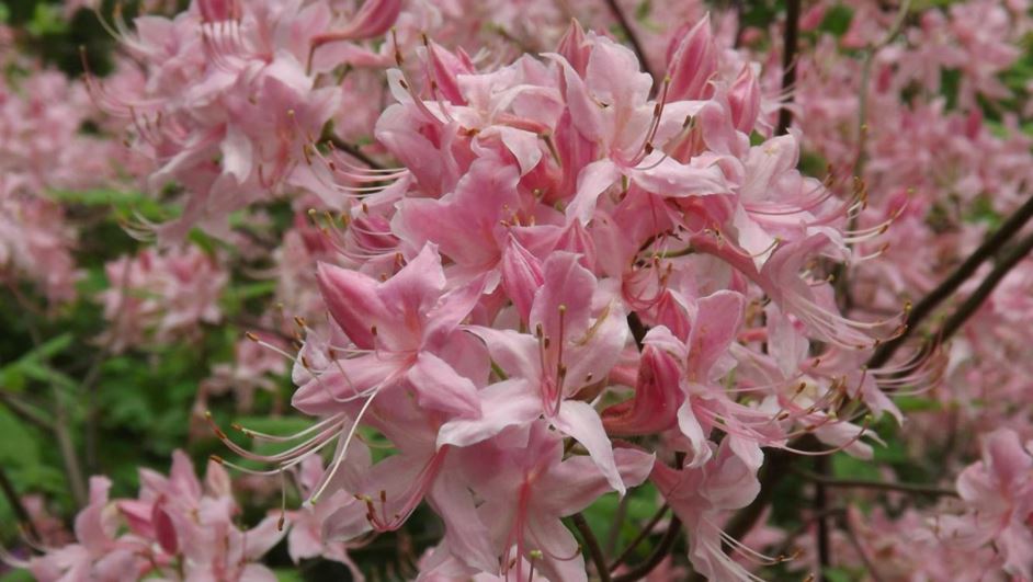 Rhododendron periclymenoides × R. prinophyllum - pinxterbloom azalea ...