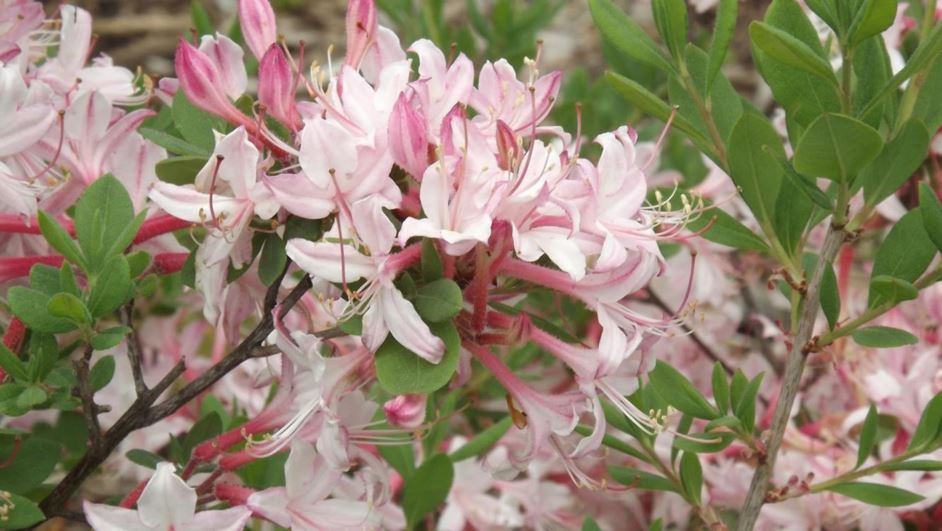 Rhododendron viscosum f. glaucum 'Delaware Blue' - Delaware Blue swamp ...