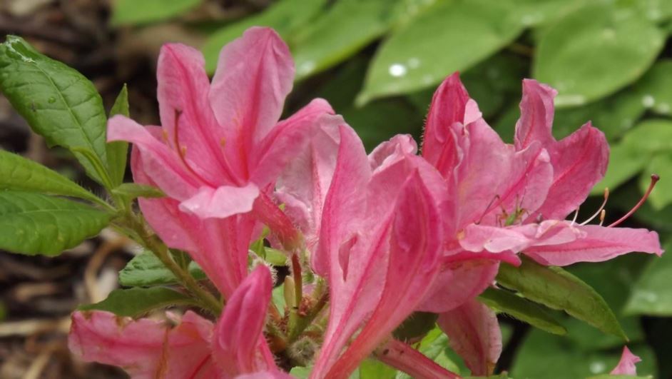 Rhododendron 'Rosata' - Rosata azalea | The Dawes Arboretum