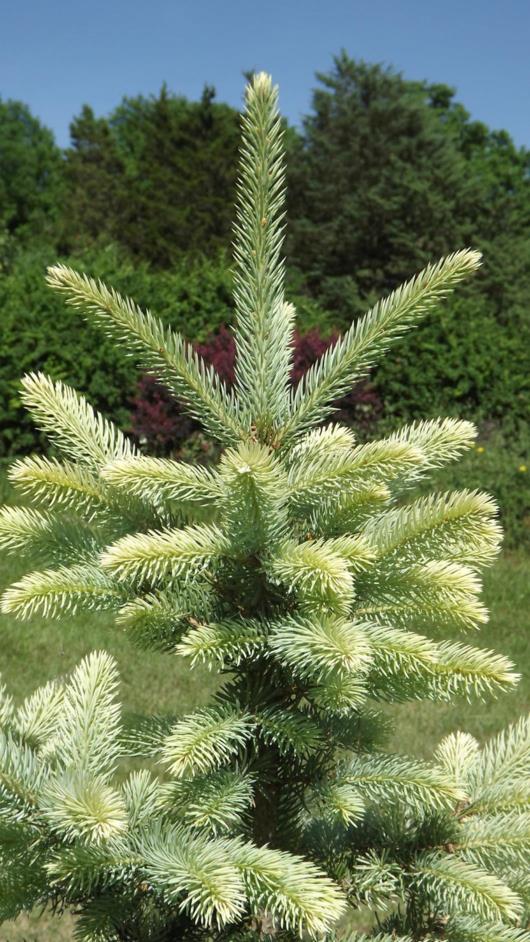 Picea pungens 'Spring Ghost' - Spring Ghost Colorado blue spruce | The ...
