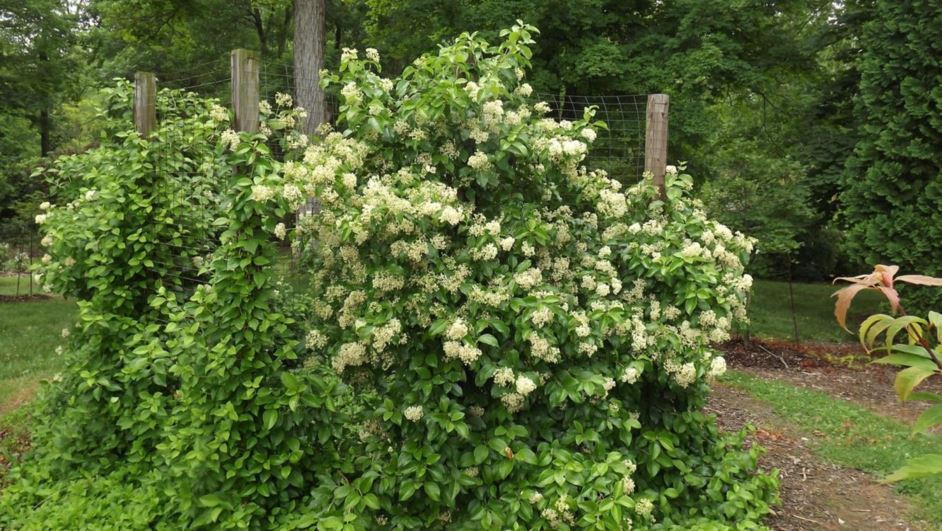 Decumaria barbara - wood-vamp, climbing-hydrangea | The Dawes Arboretum