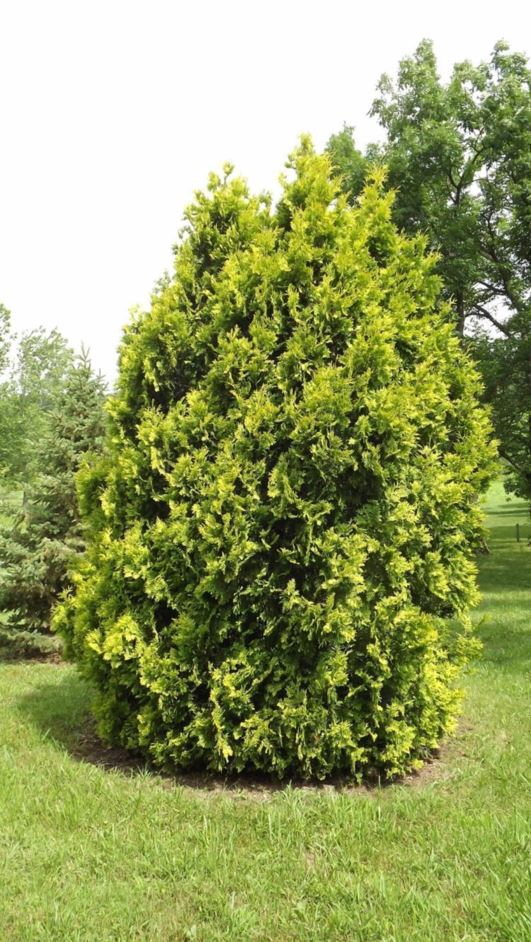 Thuja occidentalis 'Sunkist' - Sunkist American arborvitae | The Dawes ...