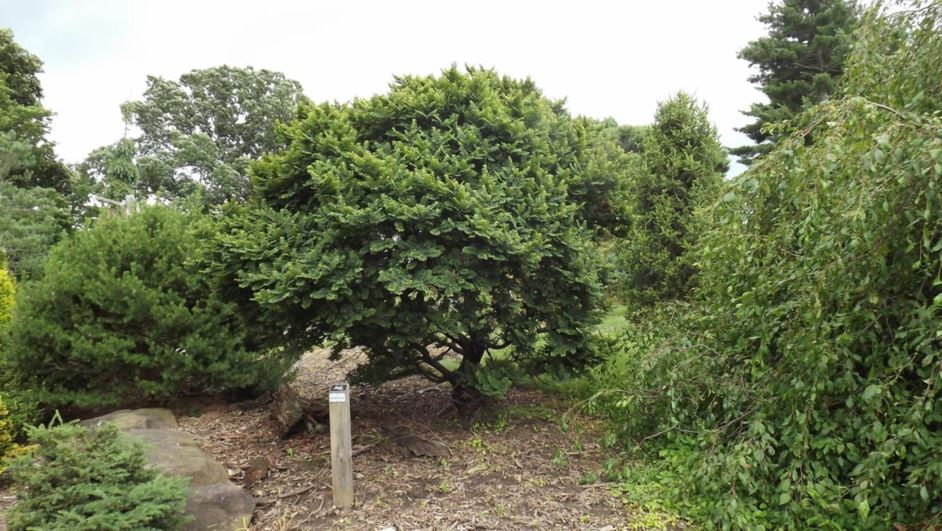 Ulmus 'Jacqueline Hillier' - Jacqueline Hillier elm | The Dawes Arboretum