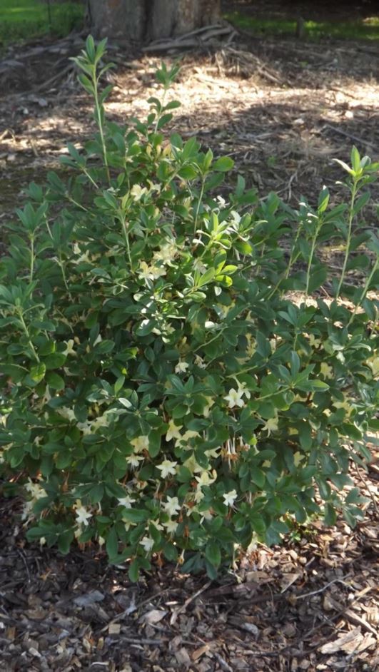 Rhododendron 'Weston's Lemon Drop' - Weston's Lemon Drop azalea | The ...