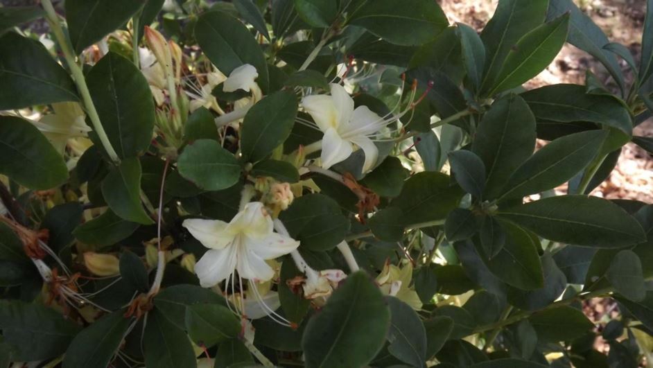 Rhododendron 'Weston's Lemon Drop' - Weston's Lemon Drop azalea | The ...