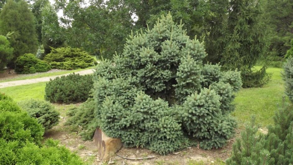 Picea asperata (dwarf form) - dragon spruce (dwarf form) | The Dawes ...