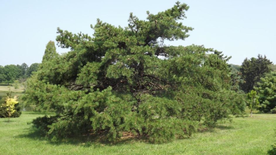 Pinus pungens - table mountain pine, prickly pine | The Dawes Arboretum