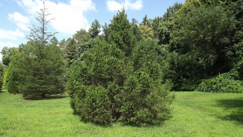 Picea wilsonii - Wilson spruce | The Dawes Arboretum