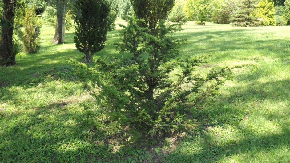 Tsuga chinensis - Chinese hemlock | The Dawes Arboretum