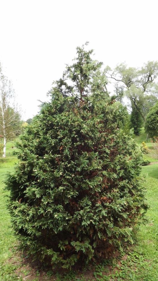 Cupressus nootkatensis 'Variegata' - variegated Nootka cypress ...