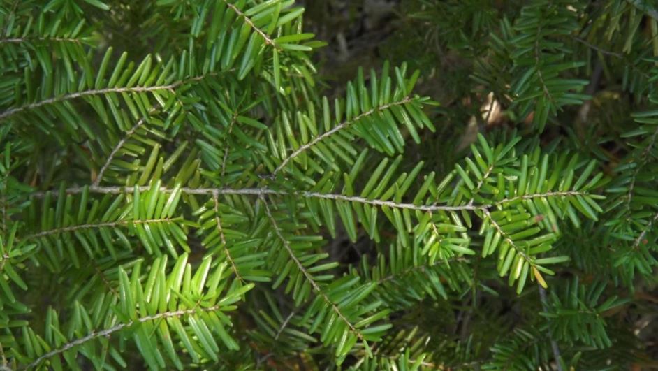 Tsuga chinensis - Chinese hemlock | The Dawes Arboretum