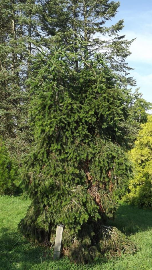 Abies alba 'Pendula' - weeping European silver fir | The Dawes Arboretum