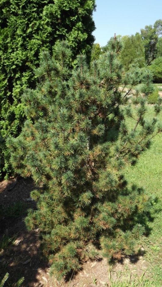 Pinus strobus 'Diggy' - Diggy eastern white pine | The Dawes Arboretum