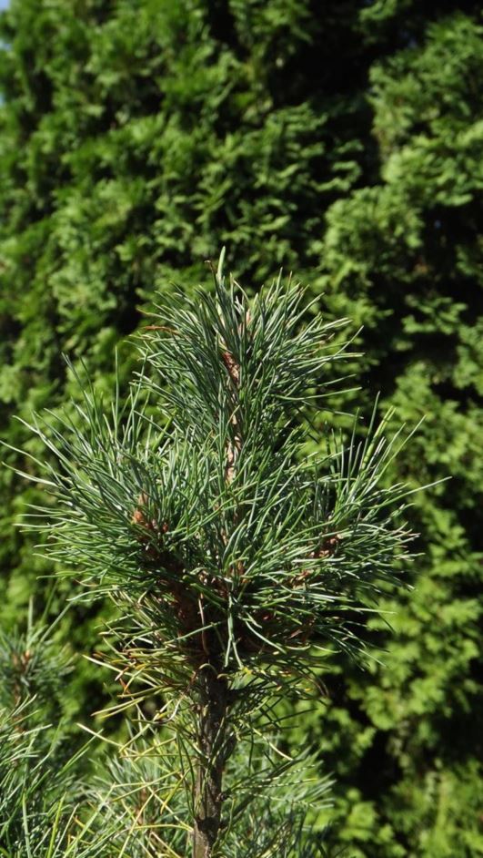 Pinus strobus 'Diggy' - Diggy eastern white pine | The Dawes Arboretum