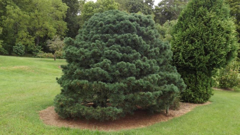 Pinus strobus f. nana - dwarf eastern white pine | The Dawes Arboretum